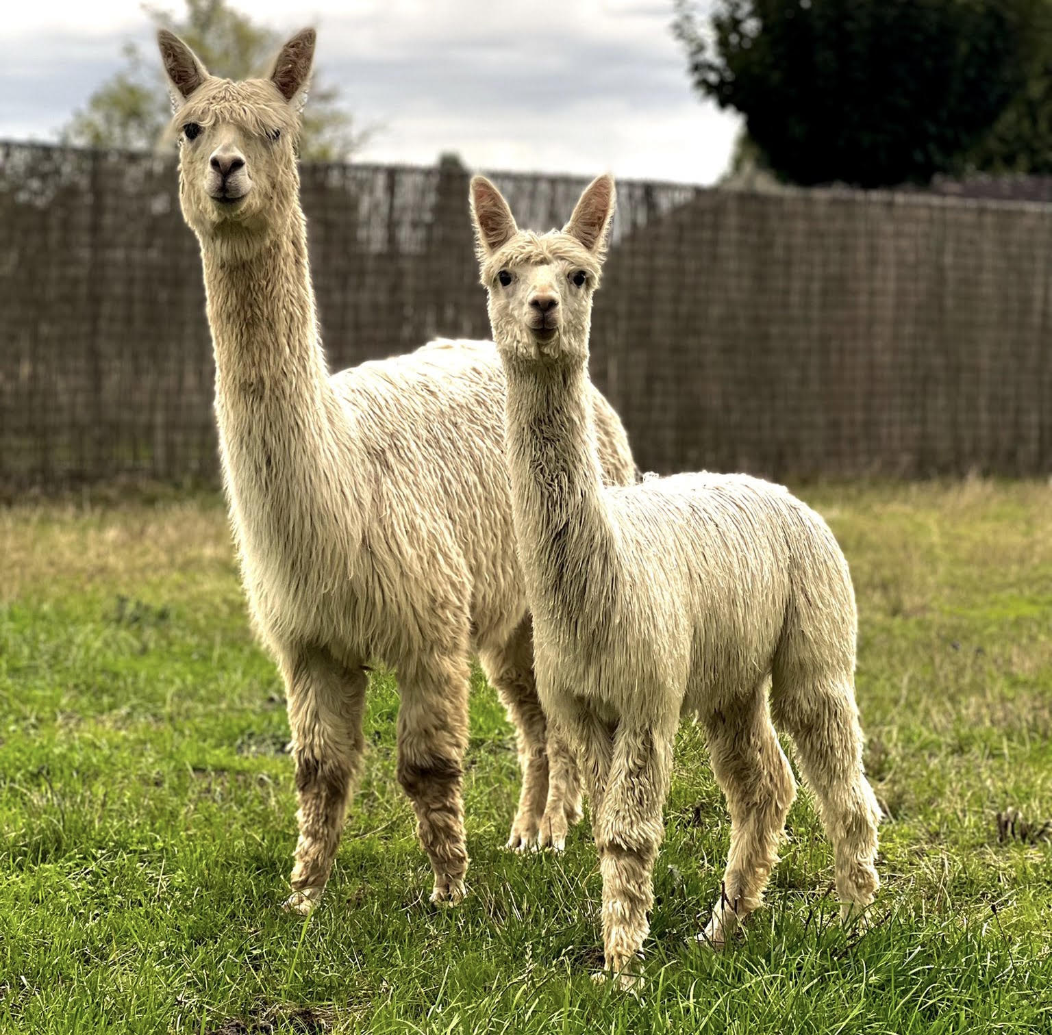 Alpaca